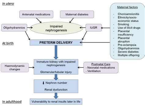 Oligohydramnios Pathophysiology