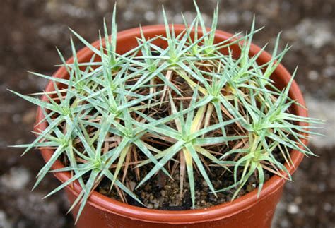 Acantholimon Lycopodioides