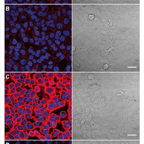 Labeling Of Metabolically Engineered Cell Surface Glycoconjugates Hek Download Scientific