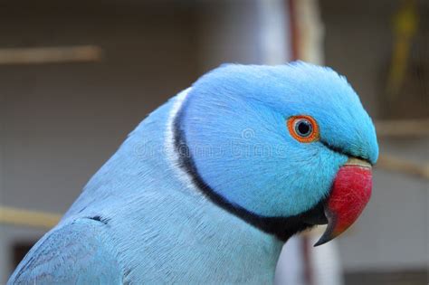 3819 Periquito Azul Fotos Libres De Derechos Y Gratuitas De Dreamstime