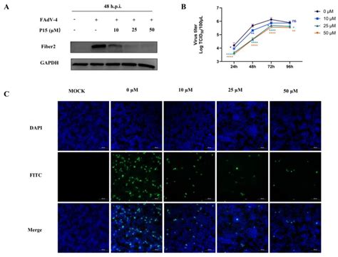 impact of p15 on fadv 4 infection in vitro lmh cells were inoculated download scientific