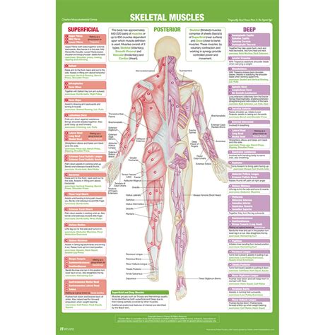 Leg Muscle Diagram Human Body