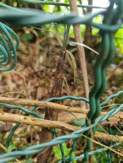 Bamboo Species Identification Rbamboo