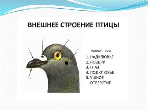 Класс Птицы Общая характеристика класса презентация онлайн