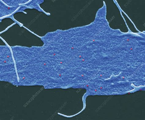 adenovirus sem stock image c058 6422 science photo library