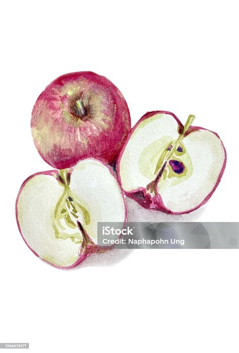 사과와 하프 수채화 스케치 사과에 대한 스톡 벡터 아트 및 기타 이미지 사과 스케치 0명 Istock