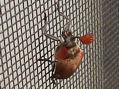 Black Cedar Beetle Readers Mail Whats That Bug