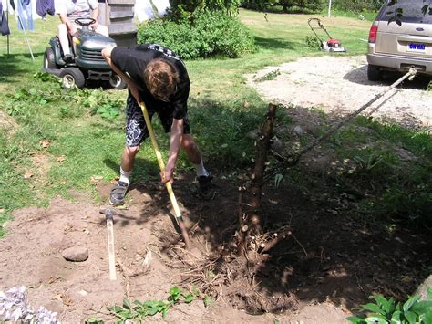 Ways To Remove A Tree Stump Lawnstarter
