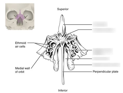 Ethmoid Bone Diagram Diagram Quizlet