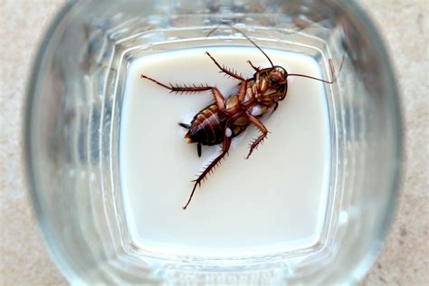 All You Need To Know About Cockroaches Safeguard Pest Control