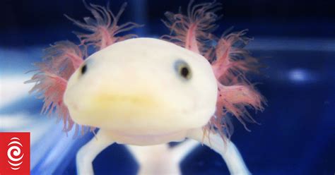 Axolotls Lending A Hand To Human Limb Regeneration Rnz