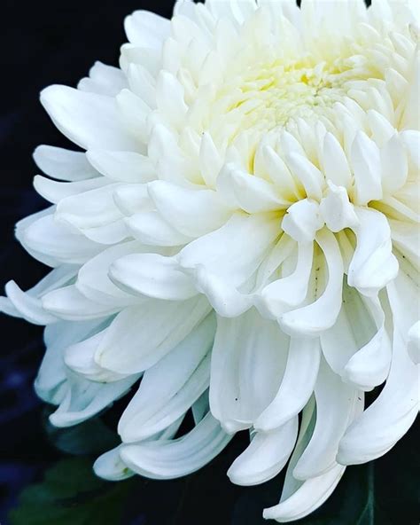 白菊 洋菊 White Chrysanthemum 花言葉 真実 天皇家の御紋章である菊。 菊は日本を代表する花のひとつで気品ある花