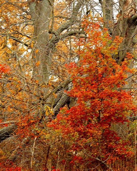 Shades Of Autumn By MadGardens On DeviantArt Shades Of Autumn By MadGardens On DeviantArt