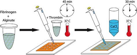 Figure 2 From Tunable Fibrin Alginate Interpenetrating Network Hydrogels To Support Cell
