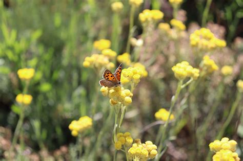 Motyl Owad Zbieracz Wieczne Darmowe zdjęcie na Pixabay Pixabay