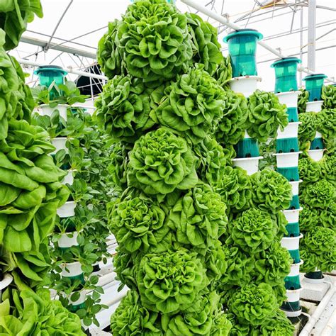 Euler Rz Multi Leaf Lettuce Vegetable Seeds Rijk Zwaan