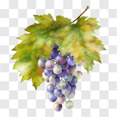 Descarga Uvas Moradas Con Hojas Verdes Pngs En Línea Creative Fabrica