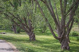 Top Tree Species For Calgary