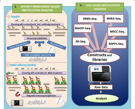 A Methylation Affinity Enrichment Is A Further Method To Discriminate