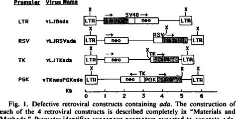 Figure 4 From Alkylguanine Dna Alkyltransferase 6 O Retrovirally