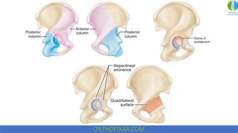 Acetabulum Anatomy