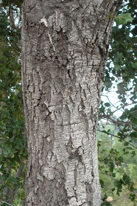 Tree Trunk Pics4Learning