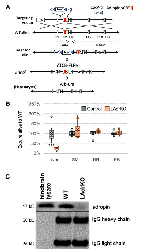 A Targeting Strategy For Using Creloxp To Suppress Liver Enho