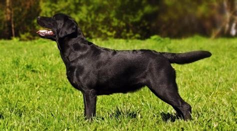 Labrador Retriever Growth Chart Male And Female Weight And Height