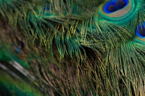 Premium Photo Close Up Of Peacock Feathers
