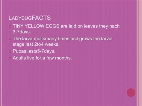 Kylie G Lifecycle Ladybug Babe Copy PPT