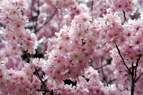 上野公園桜開花特集 東京国立博物館庭園の正福寺桜ショウフクジザクラが満開2 ファスニングジャーナル