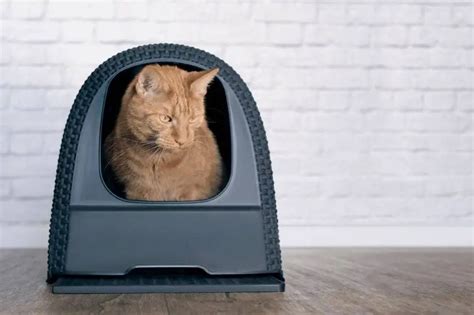 How To Hide Cat Litter Box Smartly Cat