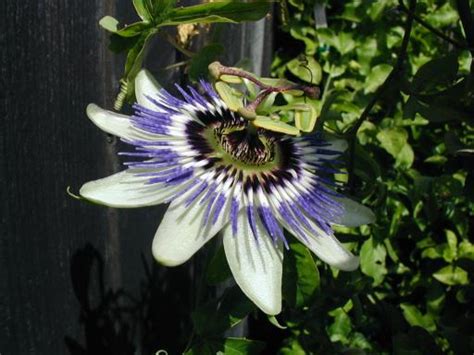 Products Page 2 Grassy Knoll Plants