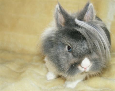 Stylish rabbit — Truly Odd Planet