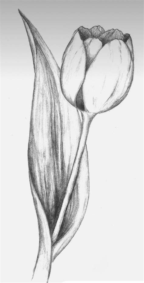 Tulip Drawing