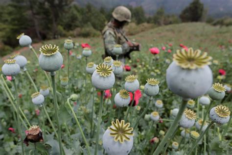 Cómo Los Cárteles Mexicanos Se Están Haciendo Con El Mercado De La