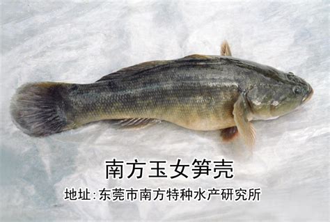 南方鱼类图片及名称 鱼类图片大全以及鱼名 40种鱼类名字及图片 第2页 大山谷图库