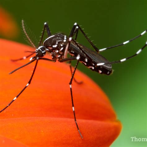 Insects Id Asian Tiger Mosquito Aedes Albopictus
