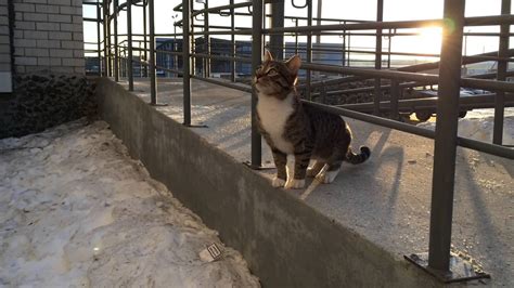 Кот пришел домой