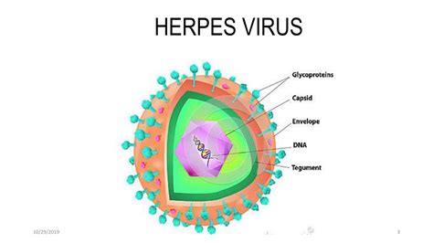 Ppt Human Herpes Viruses 1 Powerpoint Presentation Free Download