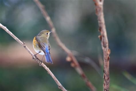 ♀タイプでも♂ By 夏より冬 （id：7493198） 写真共有サイトphotohito