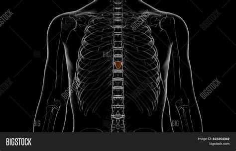 Human Skeleton Xiphoid Image And Photo Free Trial Bigstock