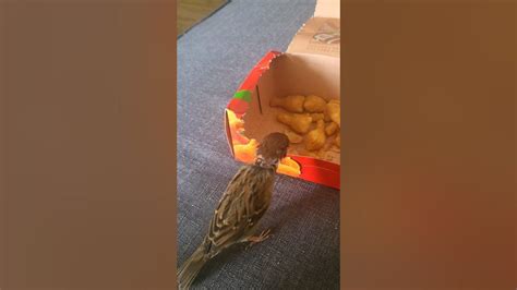 참새키우기 집사 닭다리 과자 노리는 참새 Youtube