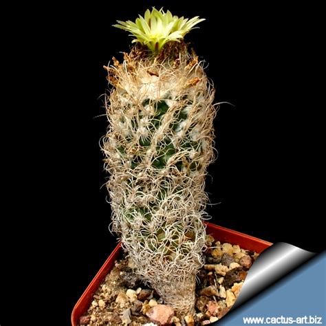 Turbinicarpus Krainzianus Var Minimus Santa Teresa Devoxthá