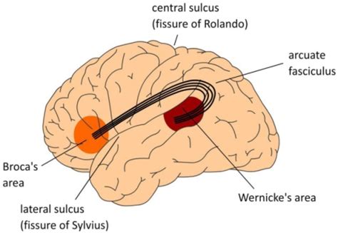Clinical Exam Neurological Examination And Stroke Localization