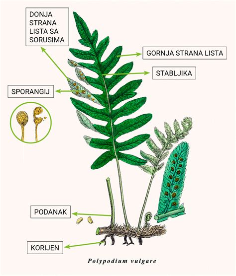Mahovine I Papratnjače Biologija 2