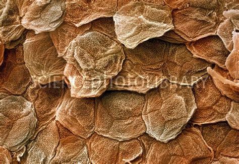 Human Skin Layers Microscope