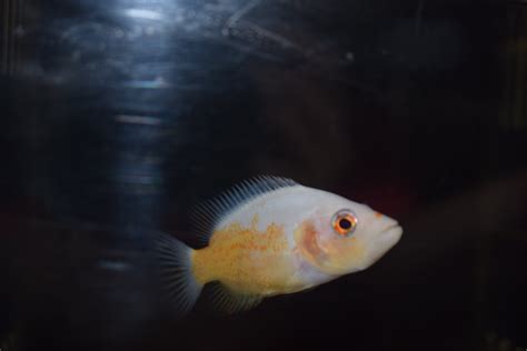 Red Dovii