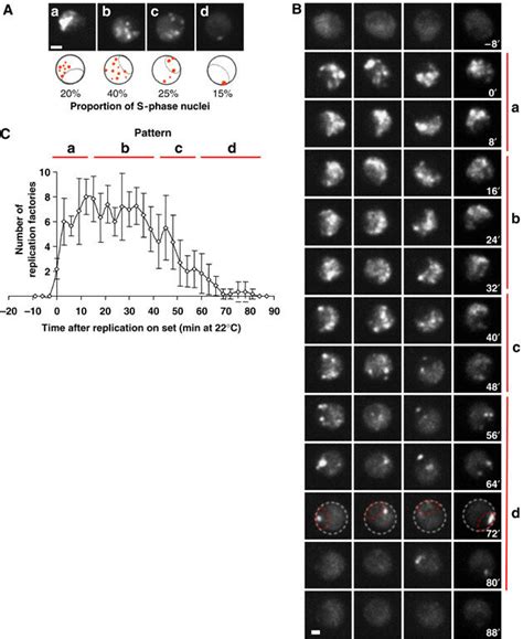 Spatio Temporal Organisation Of Replication Foci A Four Successive Download Scientific