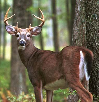 Deer Wildlife Info Facts And Photos The Wildlife
